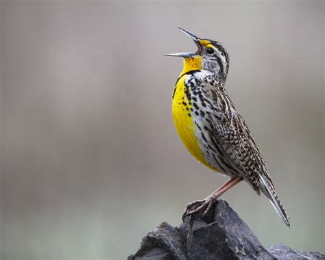 Official Site Of The Oregon Birding Association