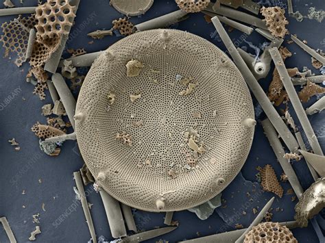 Fossilised Thalassiosira Sp Diatom Sem Stock Image C060 0114 Science Photo Library