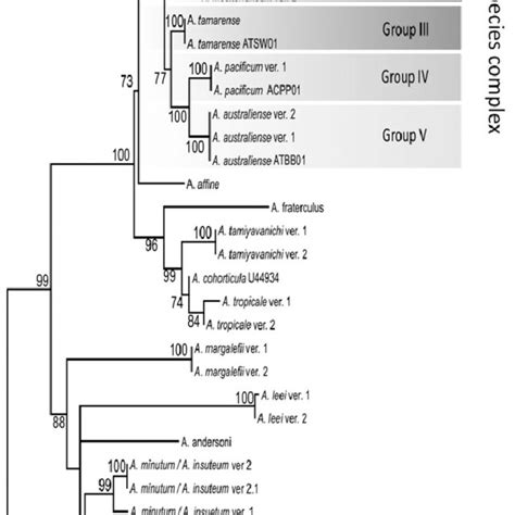 maximum likelihood phylogenetic tree constructed from d1 d2 lsu rdna