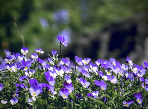 Violet Planting Sowing And Advice On Caring For It