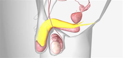 Male Reproductive System Accessory Sex Glands Nursing Lecture