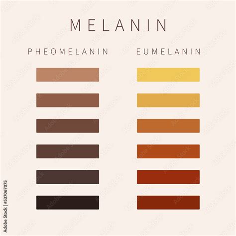 Vetor De Melanin Color Palette Scheme Eumelanin And Pheomelanin