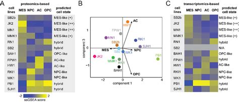 Ssgsea Based Cell State Scores A Heatmap Of The Z Scored Ssgsea