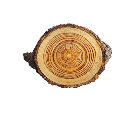 Tree Ring Wooden PNGs For Free Download