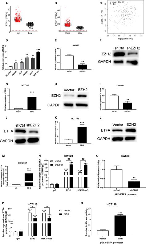 ezh2 plays a key role in crc by regulating etfa expression correlation