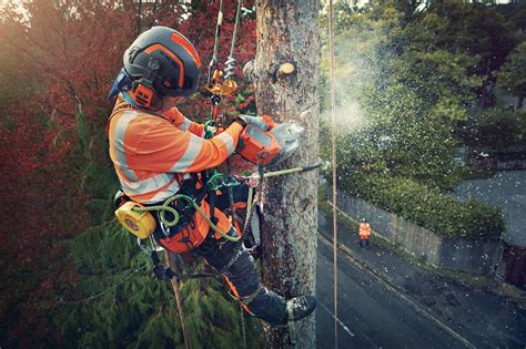 Tree Removal Regulations Sydney Council Permits Requirements