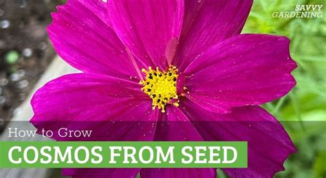 Seeding Cosmos Tips For Direct Sowing And Seed Starting Indoors