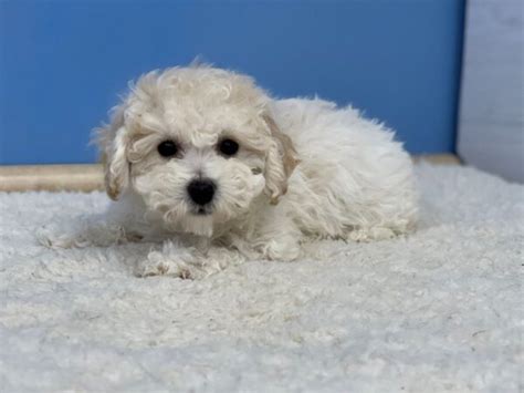 Bichon Poo Dog Male Red 3969143 Petland Batavia Illinois