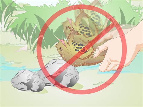 3 ways to catch a toad wikihow