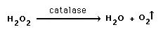 Catalase Test