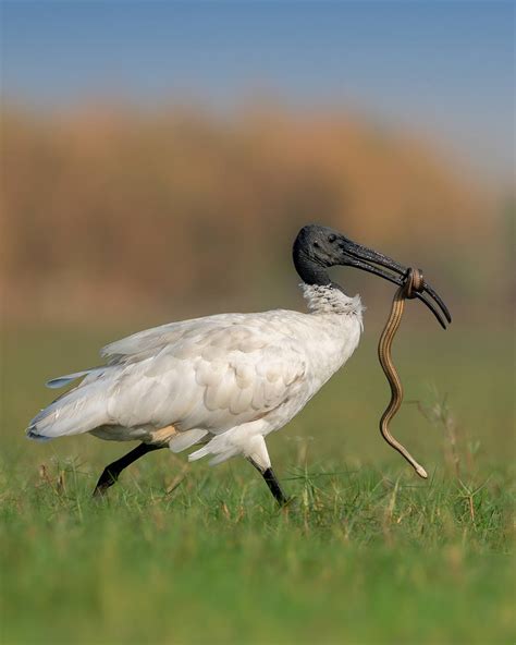 Award Winning Photographer Mainak Halder Captures Beautiful Bird Photos