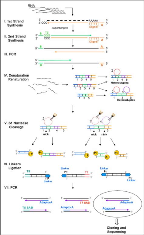 Strategy For The Identification Of Alternative Splice Sites Download