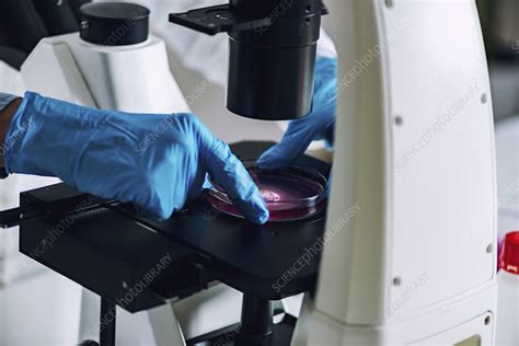 Scientist Using Light Microscope Stock Image F024 6242 Science Photo Library