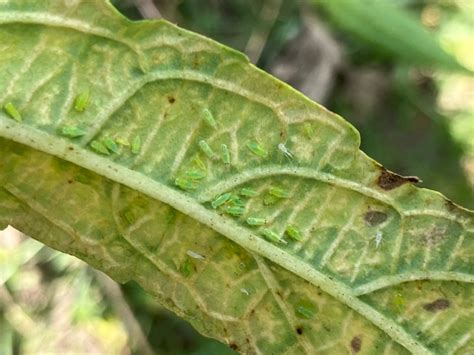 Cotton Jassid Two Spotted Cotton Leafhopper In Georgia Vegetable Blog