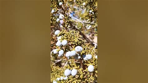 Daju And Vais Exploring The Jousha Tree National Park Youtube