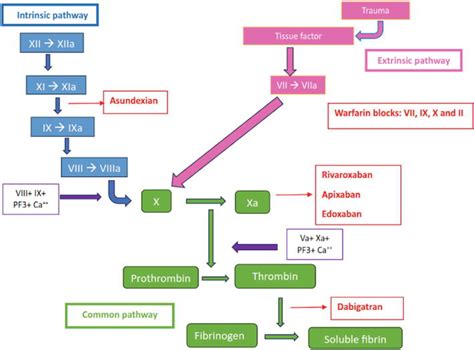 Anticoagulation Intechopen