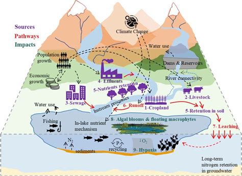 Schematic Overview Of Main Nutrient Sources The Purple Color