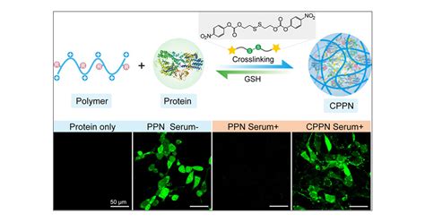 Robust Reversible Cross Linking Strategy For Intracellular Protein Delivery With Excellent Serum