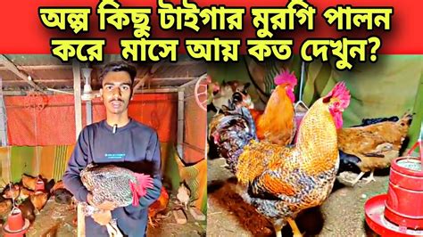 অল্প কিছু টাইগার মুরগি পালন করে মাসে আয় কত দেখুন গাজীপুর পুবাইল ০১৩১৫৭৯০৮৯২ Youtube