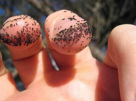 Teeny Black Bug Jumps Like Flea Backyard Chickens Learn How To Raise Chickens