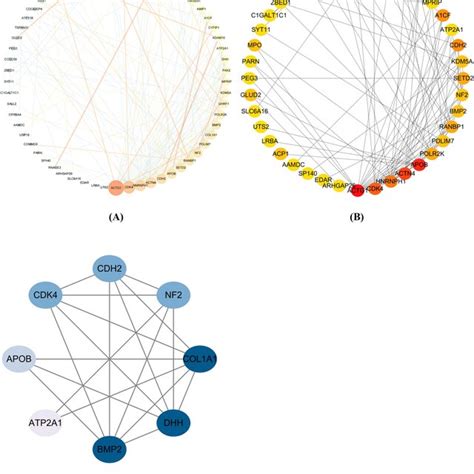 Ppi Network And Module Analysis A Ppi Network Of Cno Related Genes