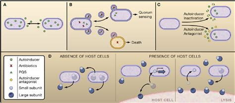 Bacterial Communication Over Distances Download Scientific Diagram