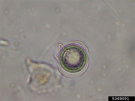 Pythium Diseases Genus Pythium