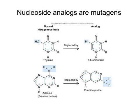 Nucleoside Analogs Drug Guide