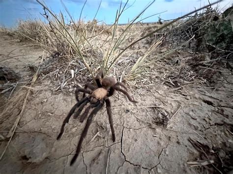 Tarantula Migration In Colorado Prompts Gathering In La Junta