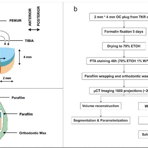 A Schematics Of Sample Locations Of The Osteochondral Plug B Download Scientific Diagram