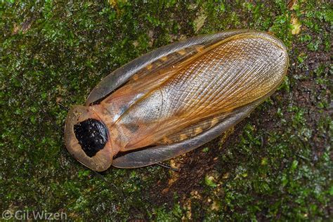 Order Blattodea Cockroaches And Termites Gil Wizen