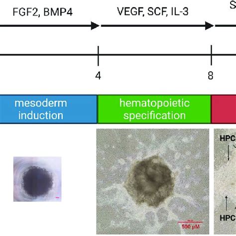 Scheme Of Eb Based Ipsc To Hpc Differentiation Protocol Download Scientific Diagram