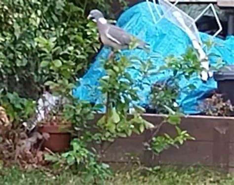 Tulip Poplar Sapling Snapped In Half Homeowners Tree Advice Forum