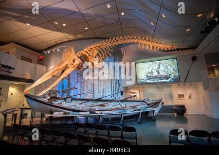 Sperm Whale Skeleton Nantucket Whaling Museum Nantucket