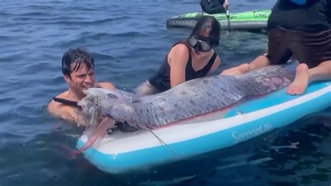 Exciting Moment A Rare Dead Oarfish Discovered In Southern California