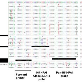 Design Of The Primer Probe Set For The One Step Multiplex RT QPCR Download Scientific Diagram