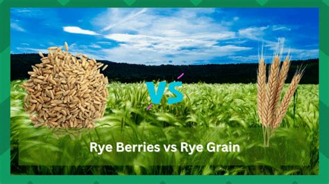 Rye Berries Vs Rye Grain What S The Difference Farmer Grows