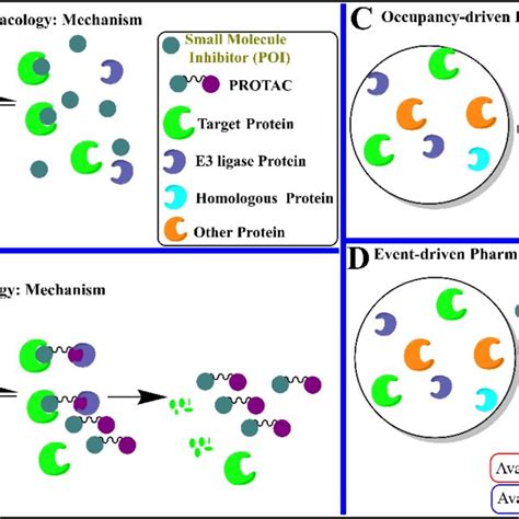 A Protac Analogs Derivatized Abt 263 And Vhl E3 Ligase Ligand Vhl À Download Scientific