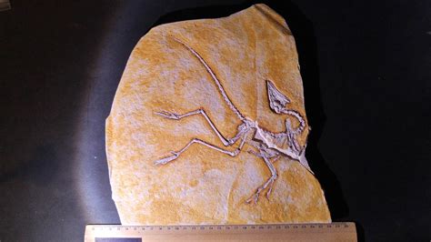 Fun With 3d Printing Fossils Paleo Re Creations The Fossil Forum
