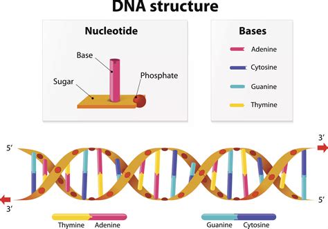 How Does Dna Matching Work Myheritage Knowledge Base