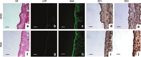 Analysis Of The Biofunctionalized Patches Removed After 3 Months Both Download Scientific