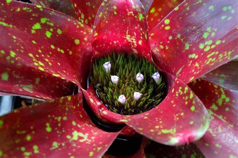 How To Grow And Care For Bromeliads Indoors Gardeners Path