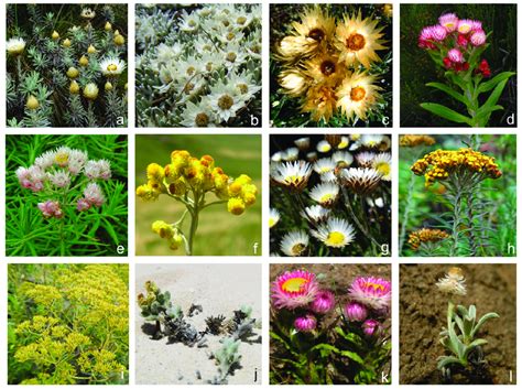 Species Of Helichrysum Illustrating The Wide Variety Of Morphologies