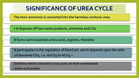 Urea Cycle And Disorder Pptx