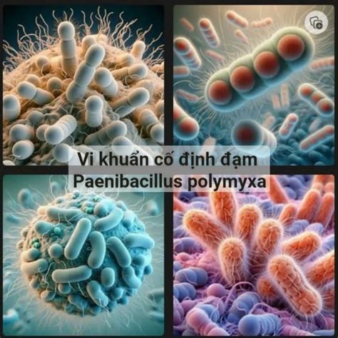 Có Gì Trong Phân Kaito Hữu Cơ Kaito Viet Nam