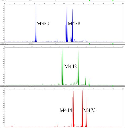 Alleles Amplified By The Multiplex Pcr System A With Five Loci In