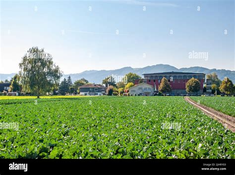 An Agricultural Field With Trees And Buildings In The Background Stock