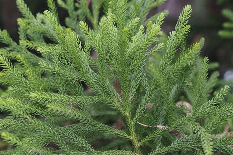 🍀 How To Grow And Care For Melo 🍀 How To Grow And Care For Melo