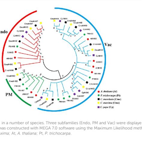 Chromosome Distribution Map Of 26 Nhx Genes In Cucurbita Genus Black