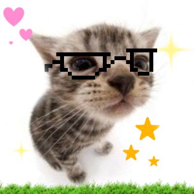Gato Nerd 🤓